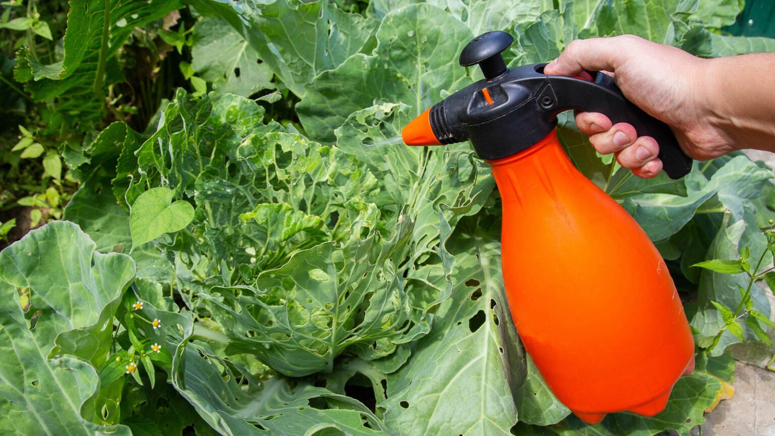 How to Identify and Control Cabbage Worms