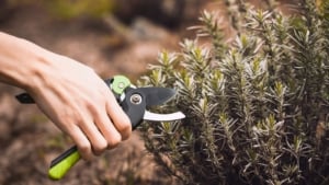 When and How to Cut Back Lavender