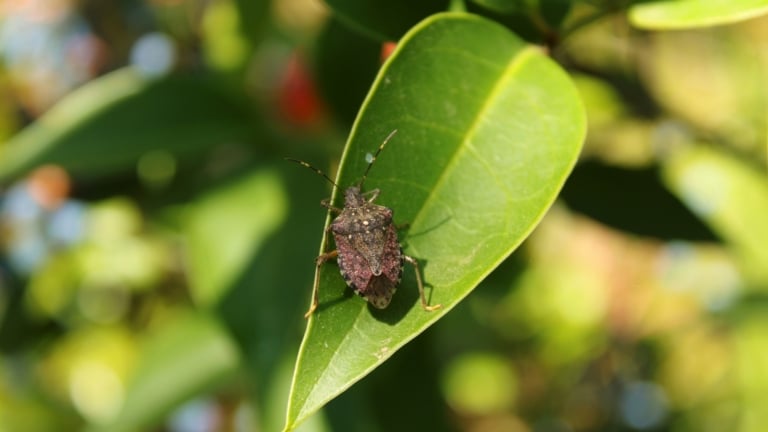 7 Common Bean Pests to Look For This Season