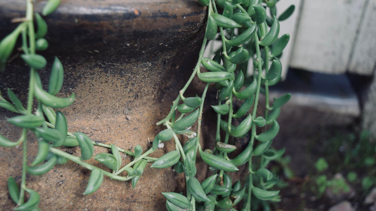 20 Shade Succulents For Sun-Starved Gardens