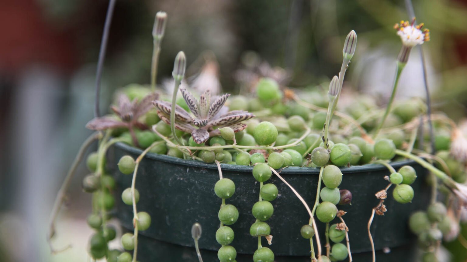 20 Shade Succulents For Sun-Starved Gardens