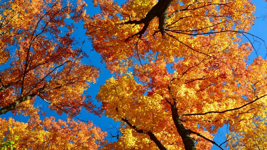 Which Trees Have the Best Fall Leaves? Our Top Picks
