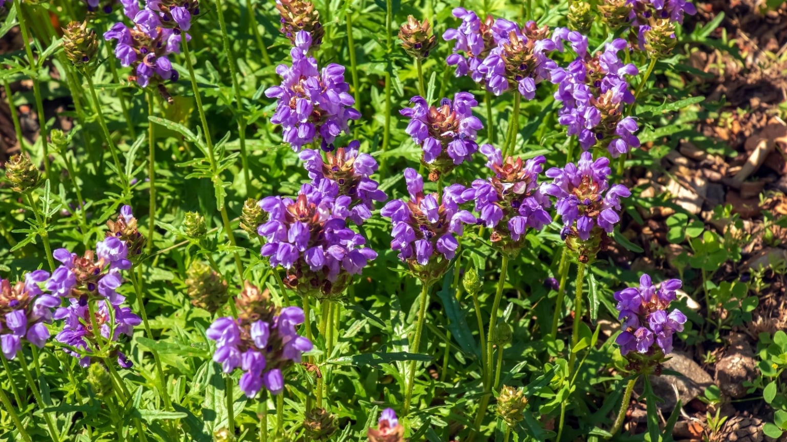 How to Plant, Grow, and Care for Self-Heal