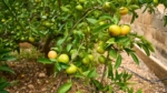 Grow Fruit Trees in Raised Beds: A Step-by-Step Guide