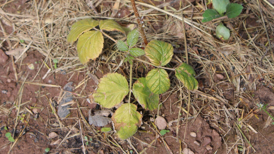 When and How To Transplant Seedlings Safely