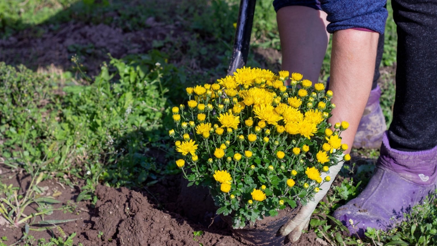 7 Steps for Dividing Chrysanthemums