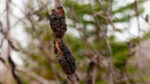 Black Knot Disease: Symptoms, Treatment, and Prevention