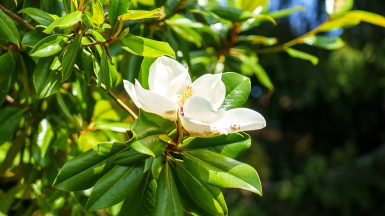 15 Trees to Plant in September