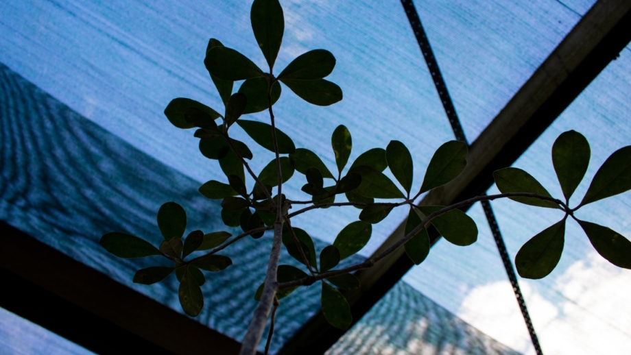 7 Tips For Protecting Newly-Planted Trees