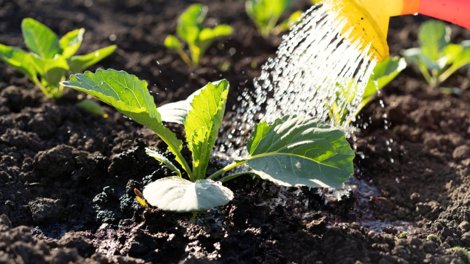 9 Tips For Watering the Fall Garden