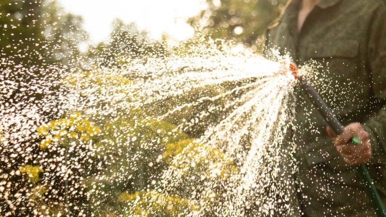 How to Amend and Improve Sandy Soil