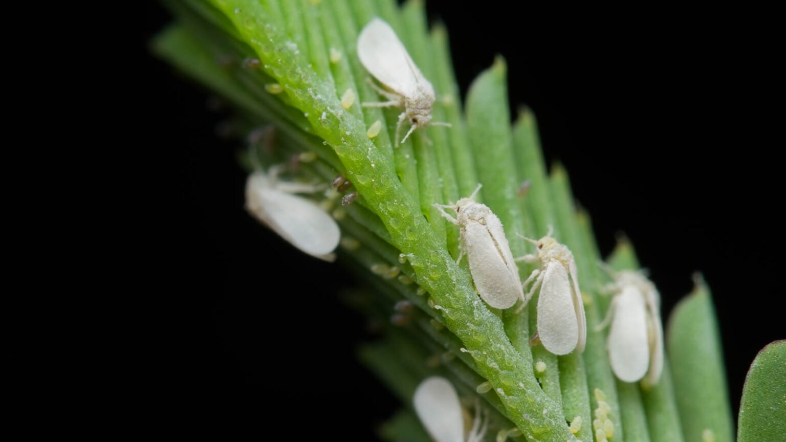 How to Get Rid of Whiteflies Indoors and Outdoors