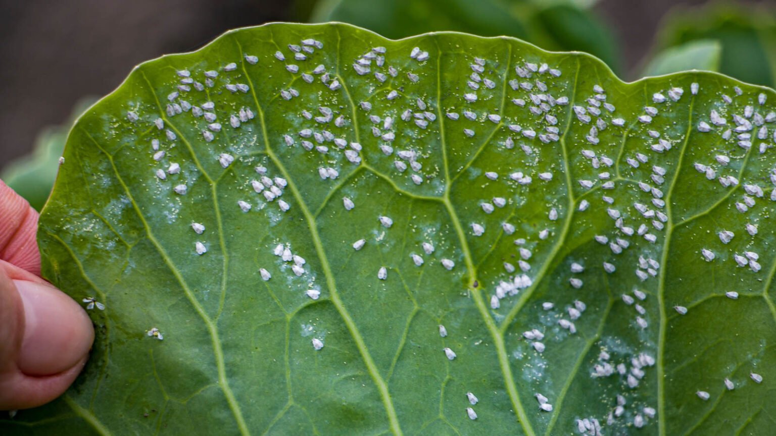 How to Get Rid of Whiteflies Indoors and Outdoors