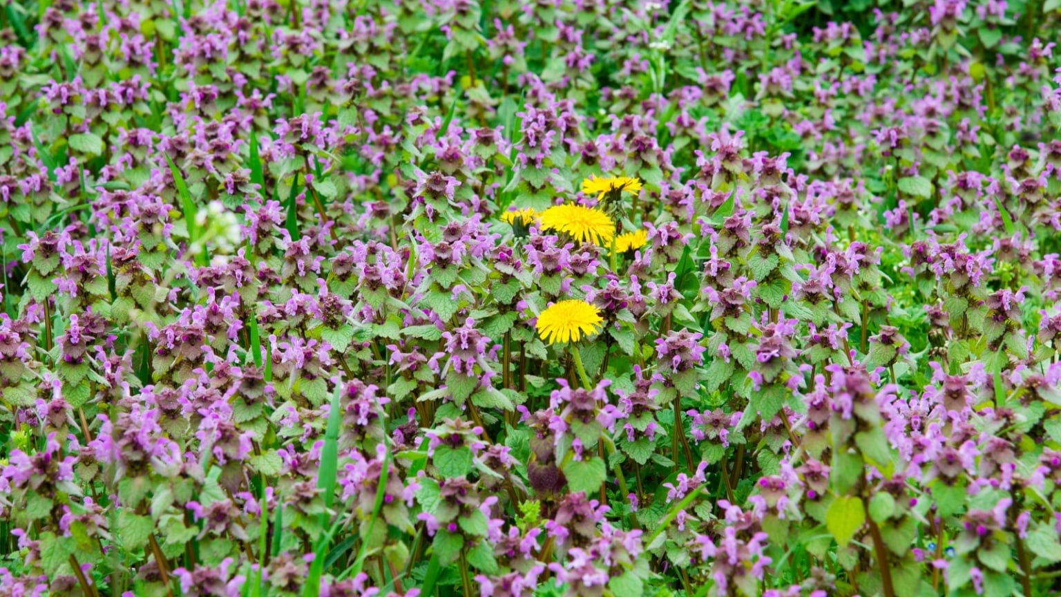 How to Plant, Grow, and Care for Self-Heal