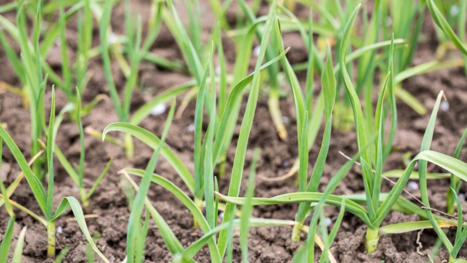 15 Garlic Growing Problems To Watch For