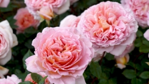 Our 13 Favorite David Austin Roses For Home Gardens