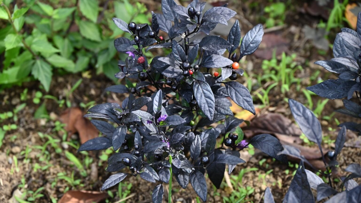 How to Plant, Grow, and Care for Ornamental Peppers