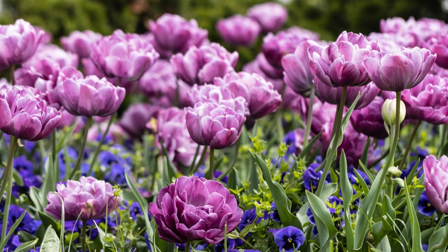 23 Showstopping Tulip Varieties You Likely Haven't Tried