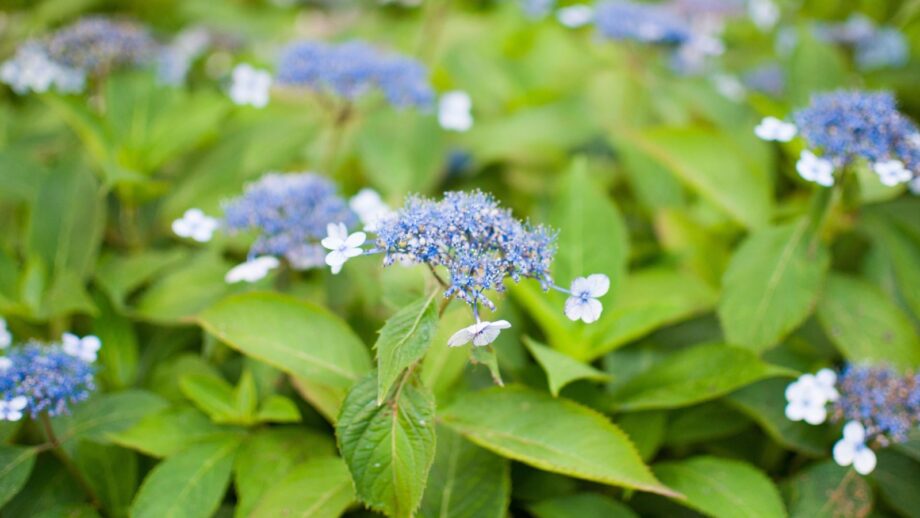 17 Best Varieties of Reblooming Hydrangeas You Can Plant Now