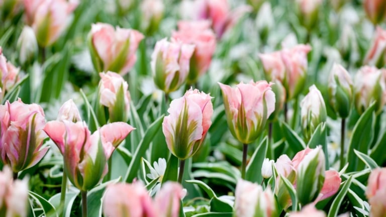 23 Showstopping Tulip Varieties You Likely Haven't Tried