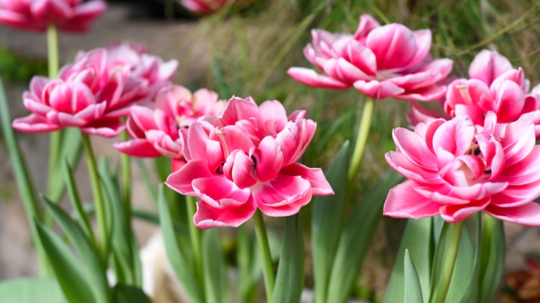 23 Showstopping Tulip Varieties You Likely Haven't Tried