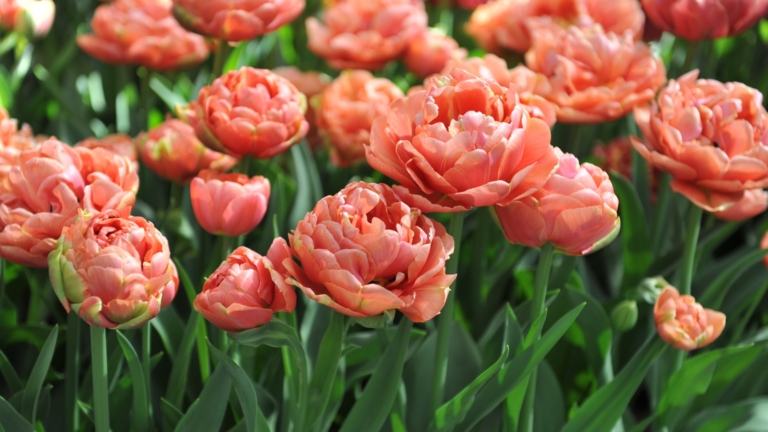 23 Showstopping Tulip Varieties You Likely Haven't Tried