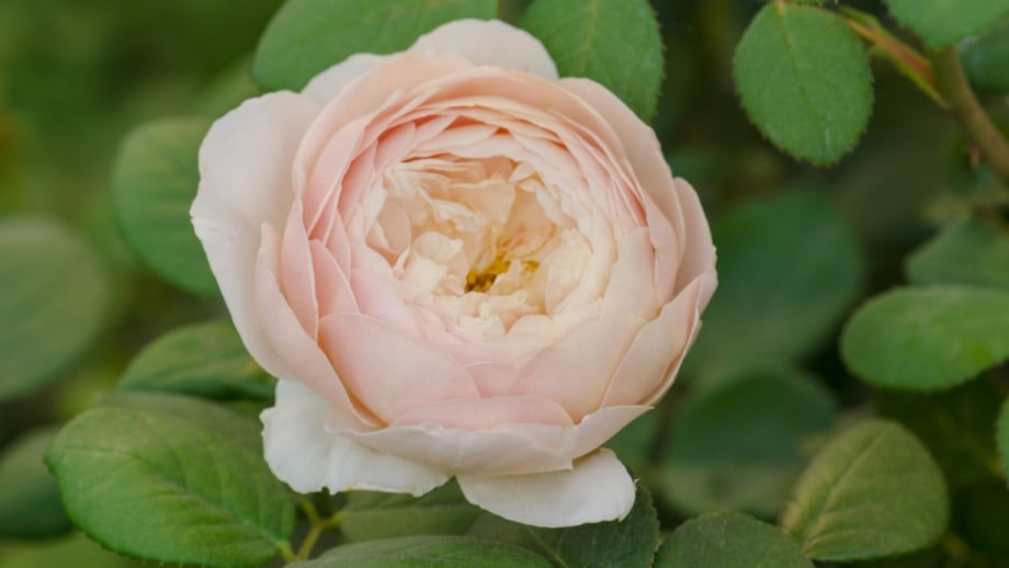 Our 13 Favorite David Austin Roses For Home Gardens