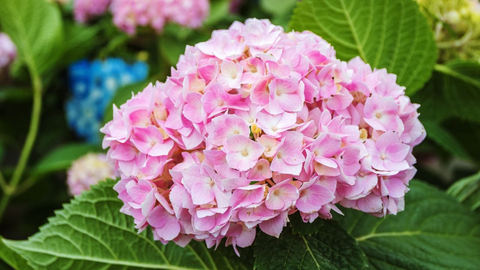 17 Best Varieties of Reblooming Hydrangeas You Can Plant Now