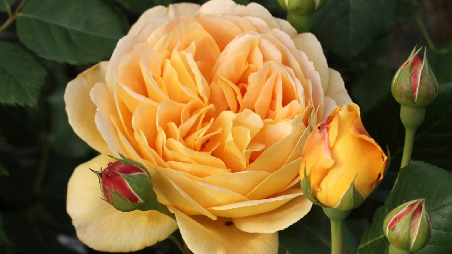 Our 13 Favorite David Austin Roses For Home Gardens