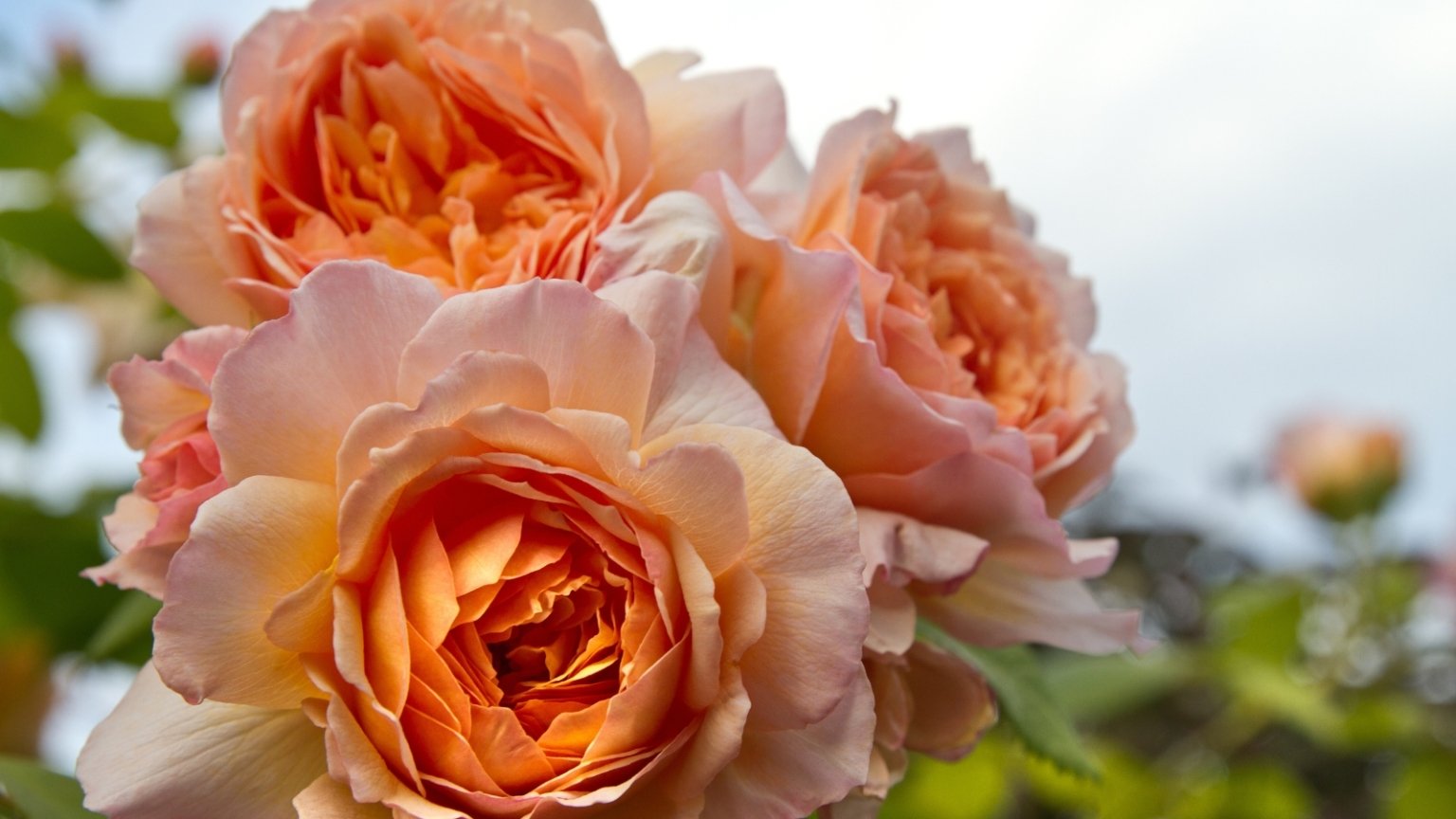 Our 13 Favorite David Austin Roses For Home Gardens
