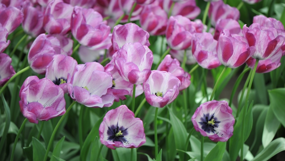 23 Showstopping Tulip Varieties You Likely Haven't Tried