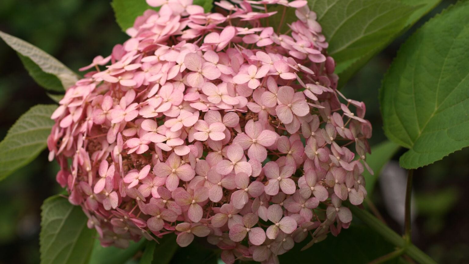 17 Best Varieties of Reblooming Hydrangeas You Can Plant Now
