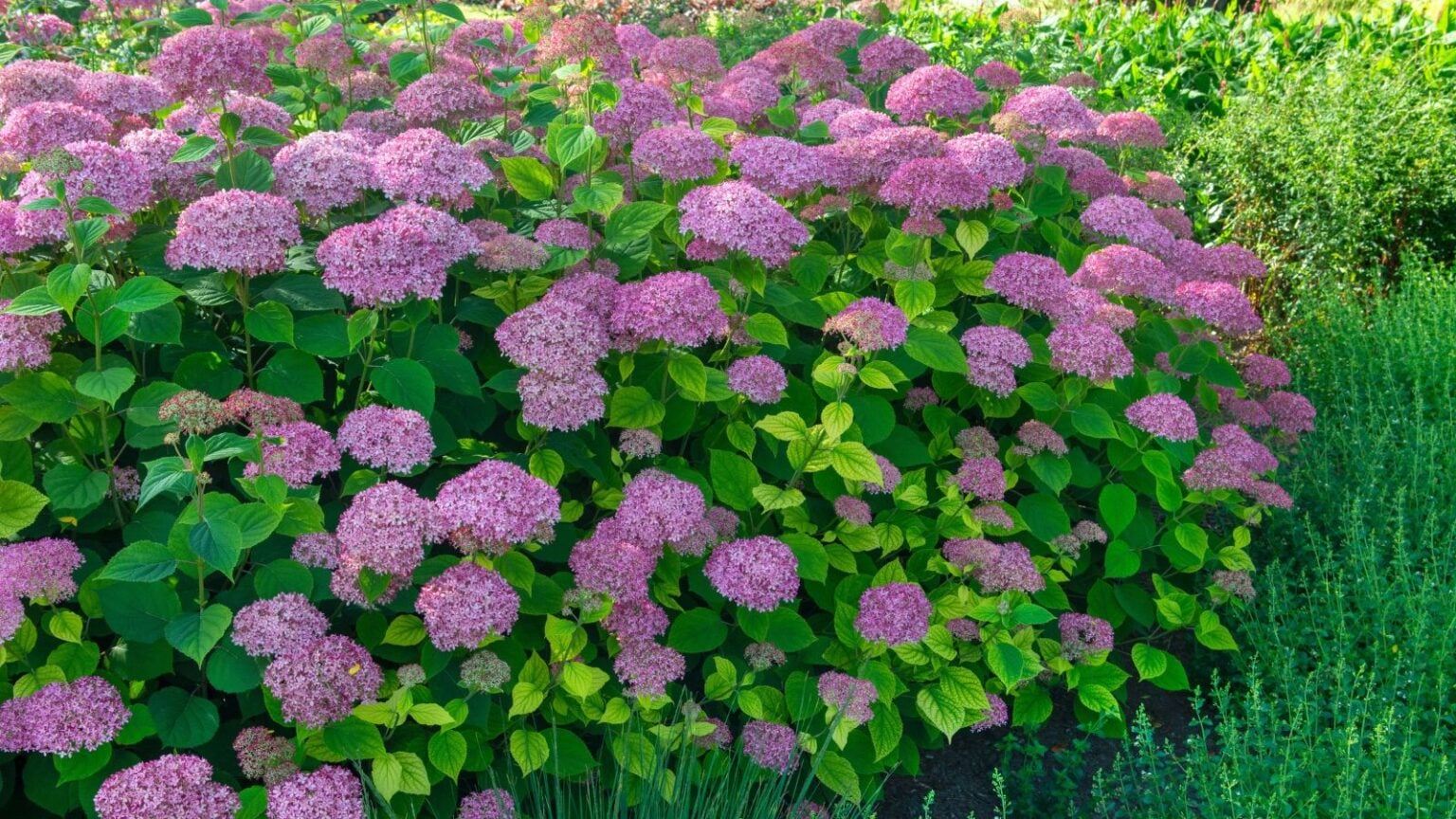 17 Best Varieties of Reblooming Hydrangeas You Can Plant Now