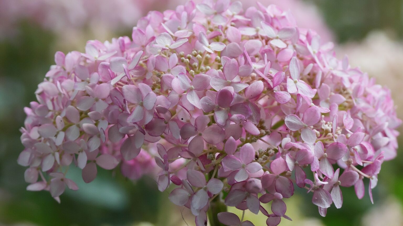 17 Best Varieties of Reblooming Hydrangeas You Can Plant Now