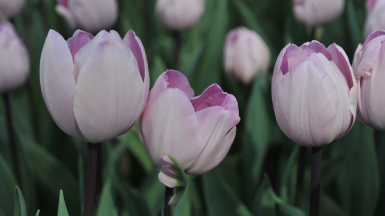 23 Showstopping Tulip Varieties You Likely Haven't Tried
