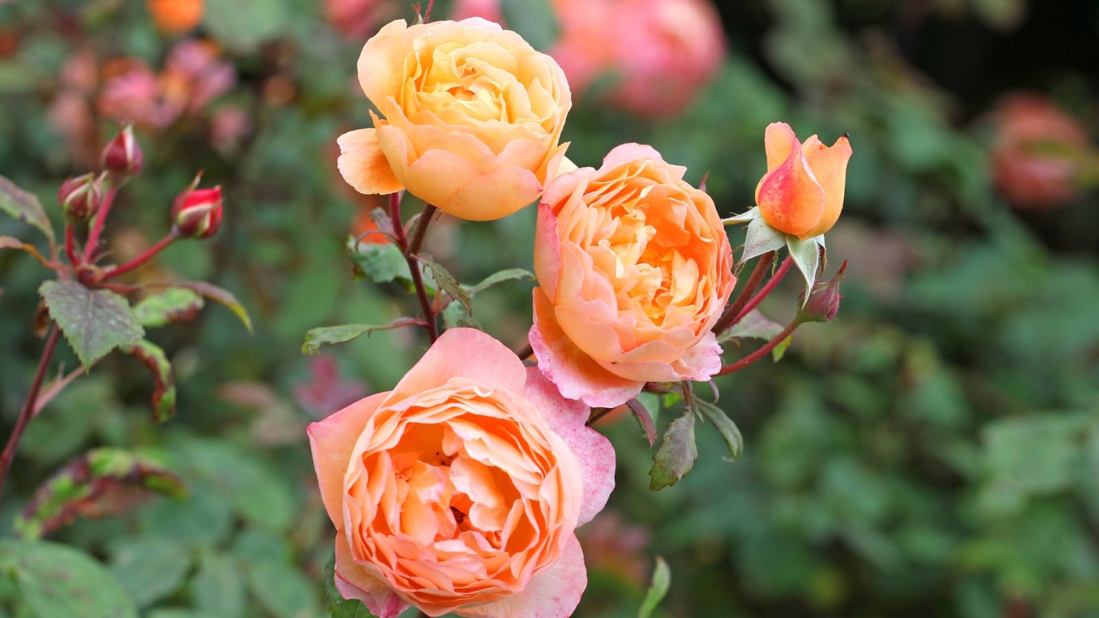 David Austin Best Roses