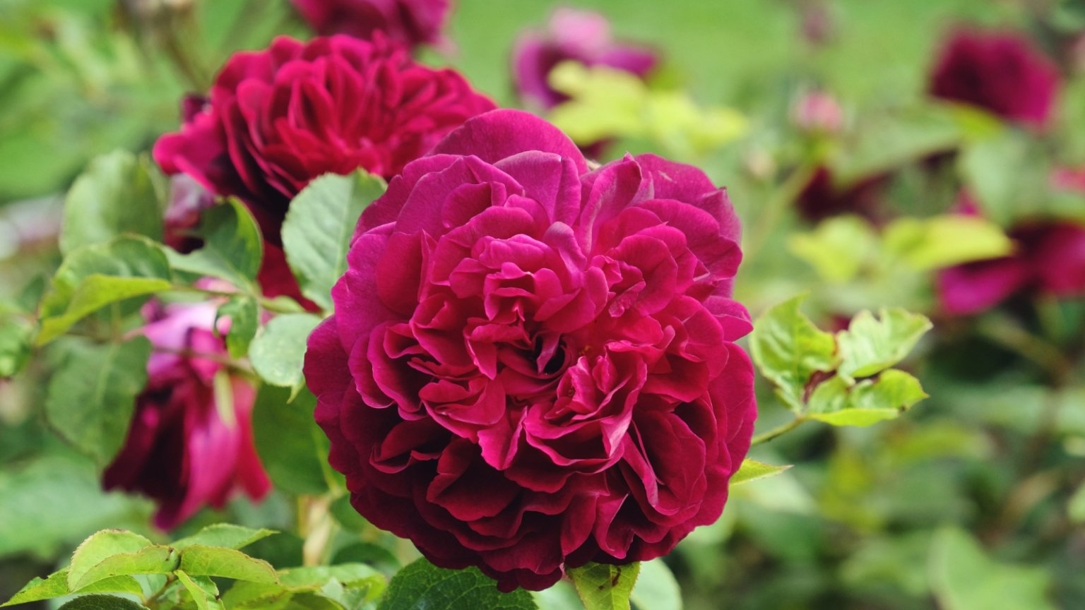 Our 13 Favorite David Austin Roses For Home Gardens