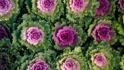 How to Plant, Grow, and Care for 'Osaka Pink' Cabbage