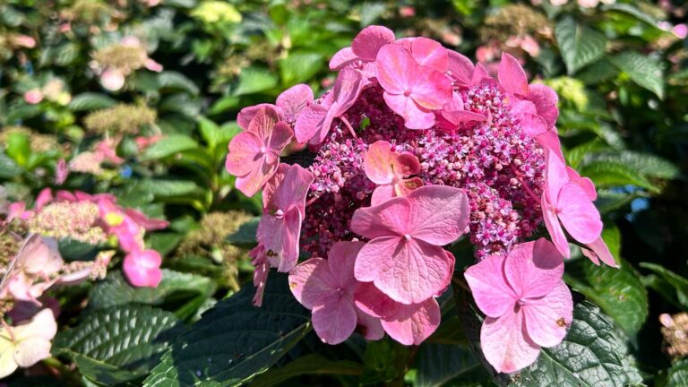 17 Best Varieties of Reblooming Hydrangeas You Can Plant Now