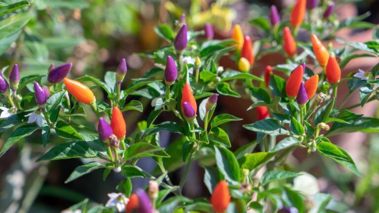 How to Plant, Grow, and Care for Ornamental Peppers