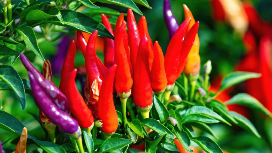 How to Plant, Grow, and Care for Ornamental Peppers