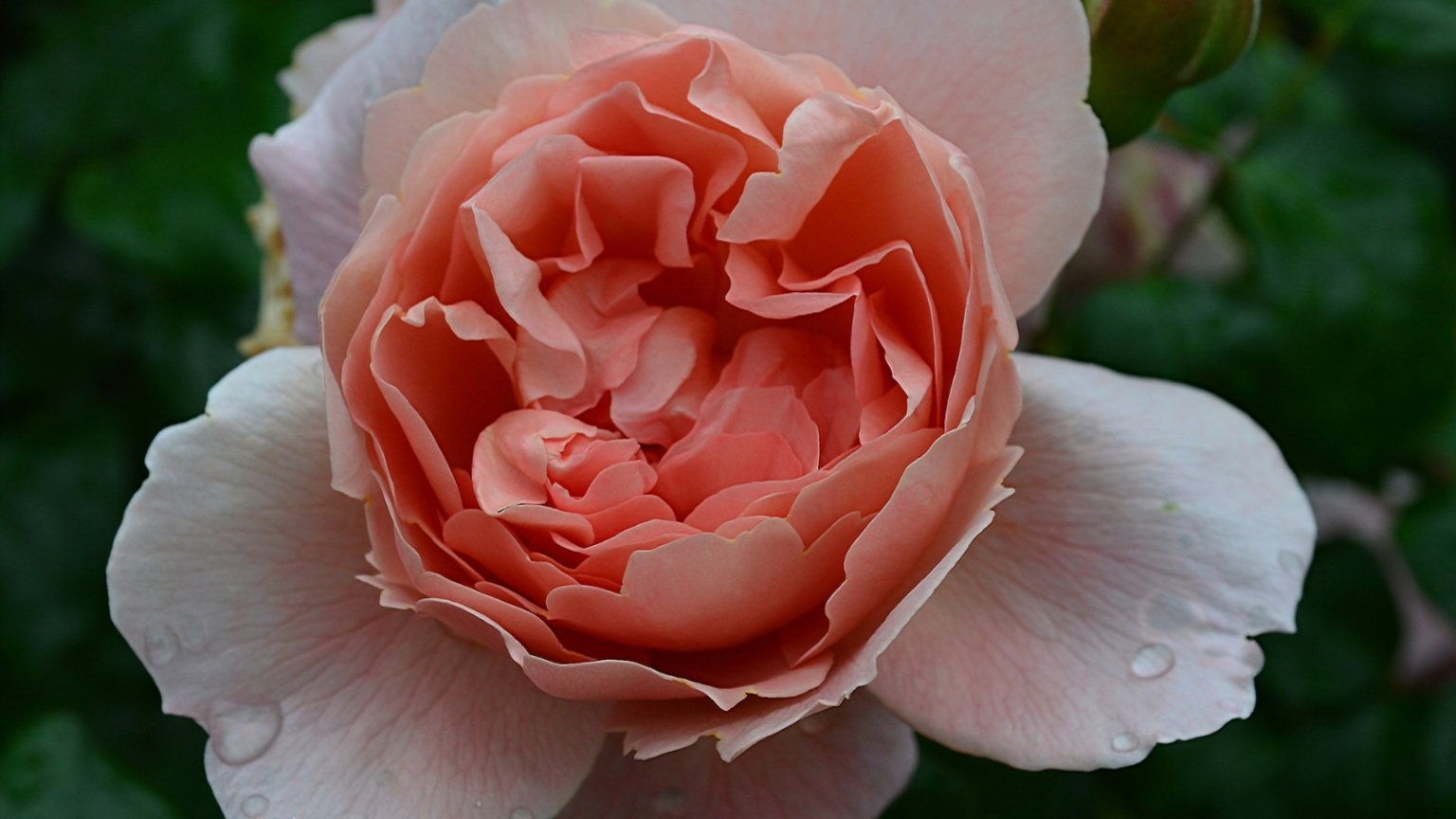 Our 13 Favorite David Austin Roses For Home Gardens