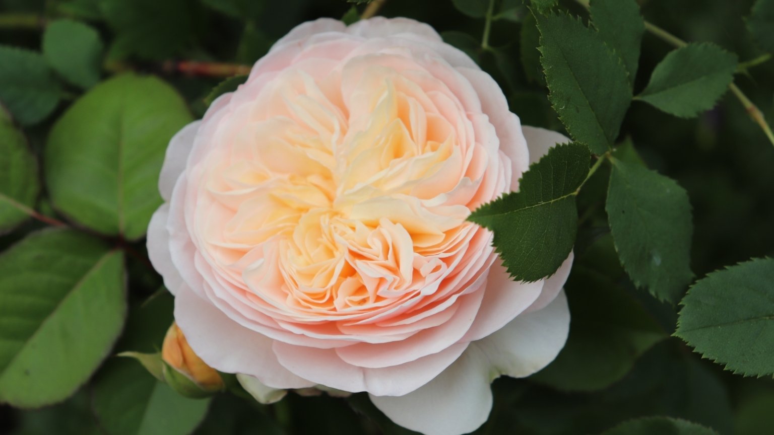 Our 13 Favorite David Austin Roses For Home Gardens