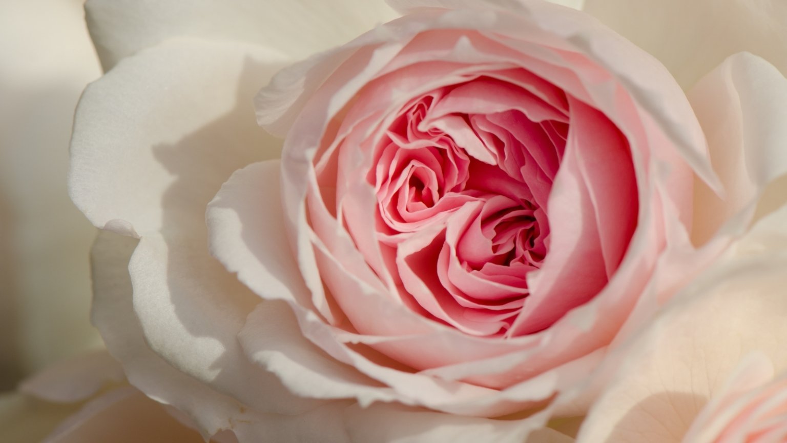 Our 13 Favorite David Austin Roses For Home Gardens