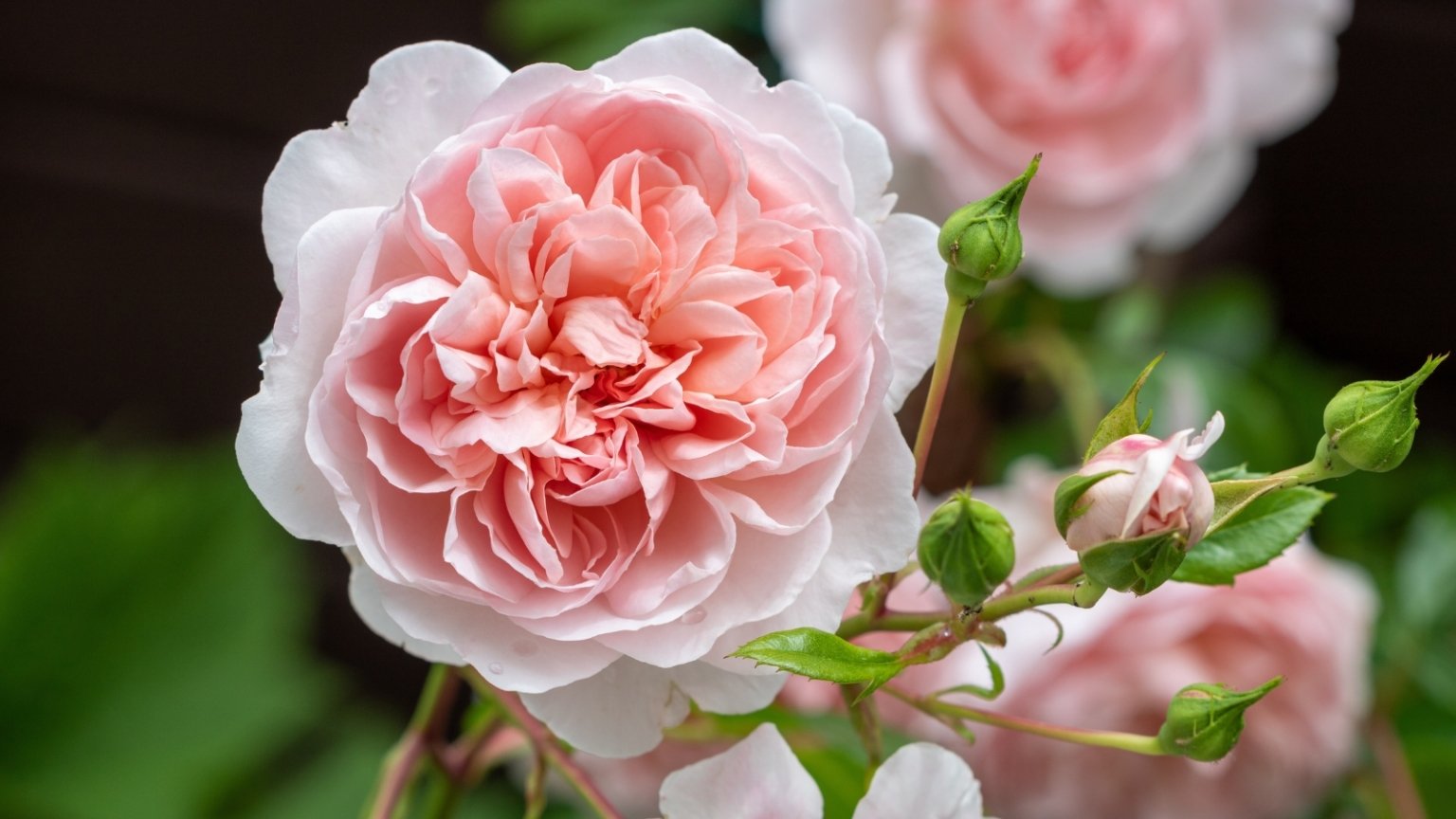 Our 13 Favorite David Austin Roses For Home Gardens