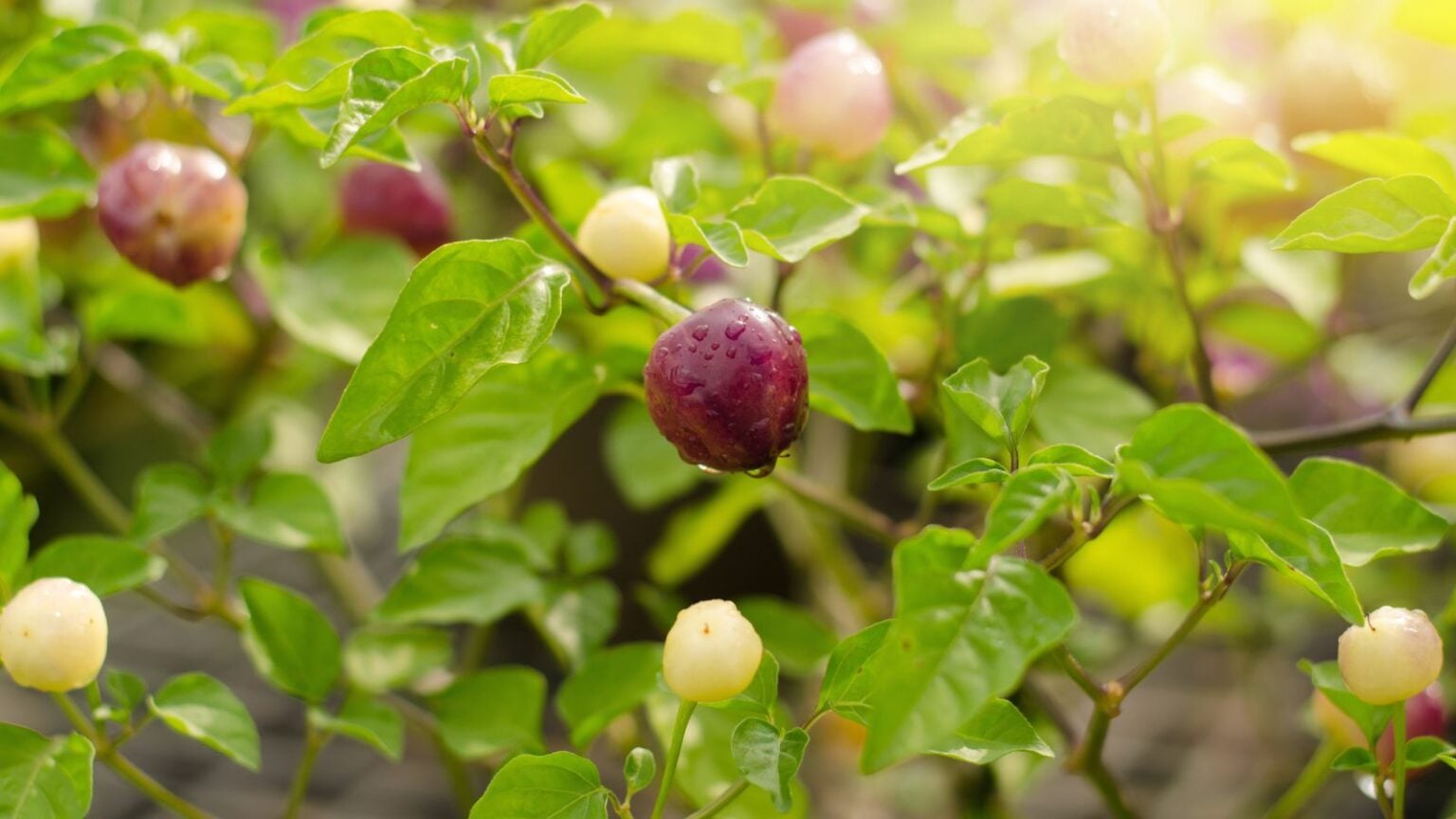 How to Plant, Grow, and Care for Ornamental Peppers