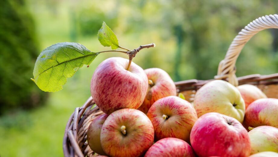 How to Pick and Store Apples For The Winter