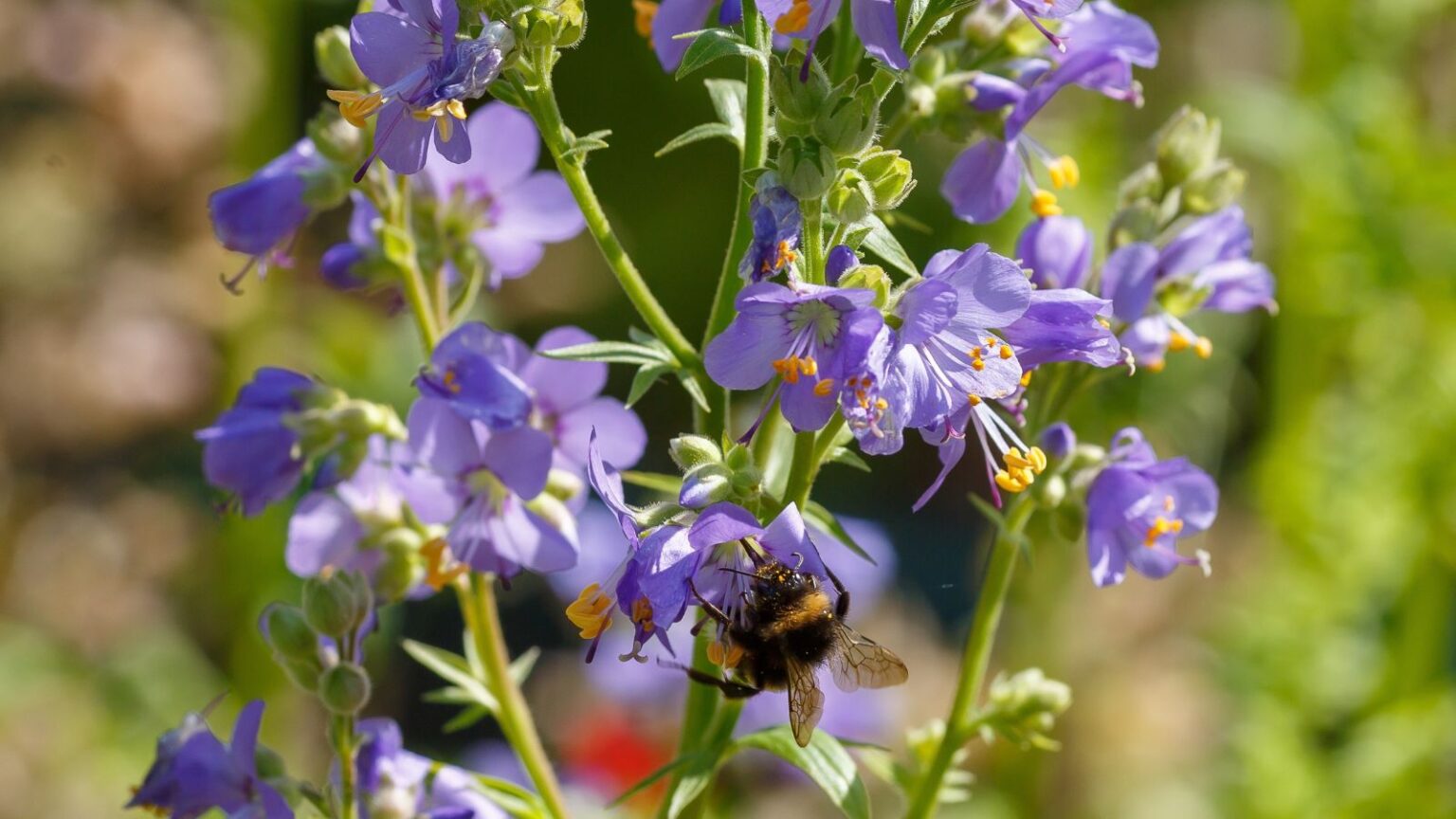 How to Plant, Grow, and Care for Jacob's Ladder