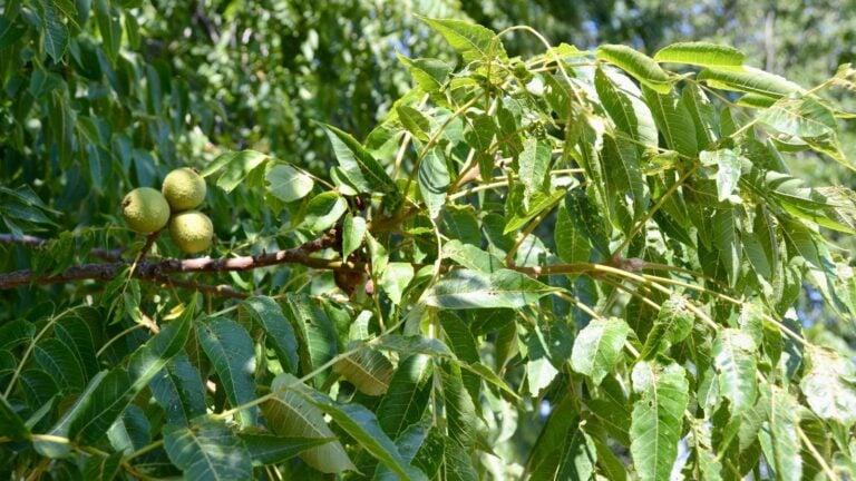 How to Plant, Grow, and Care for Black Walnut Tree