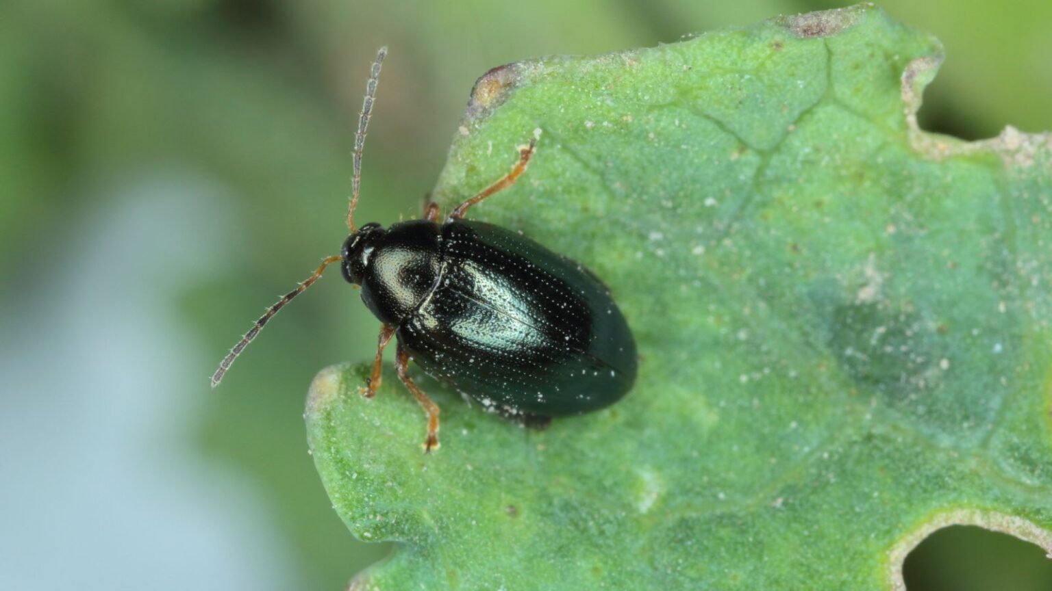 How to Identify and Get Rid of Flea Beetles
